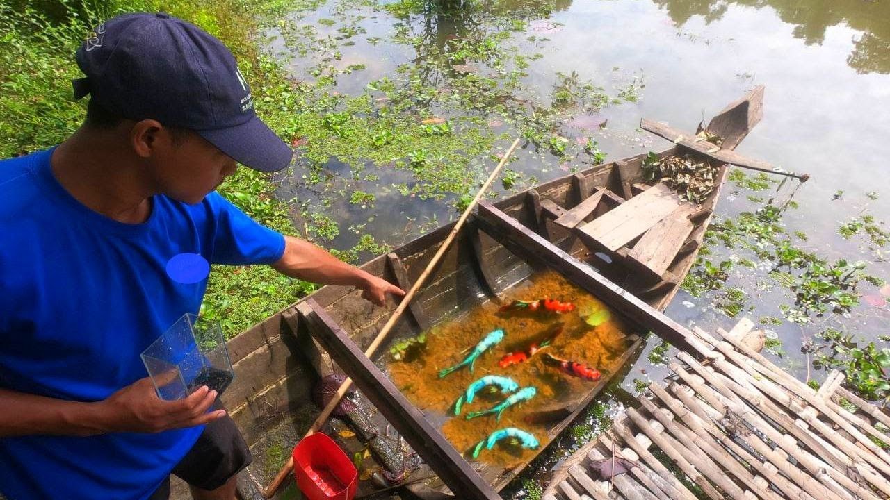 Wow! Unexpected Amazing Results Today My friend Found Betta Fish In ...