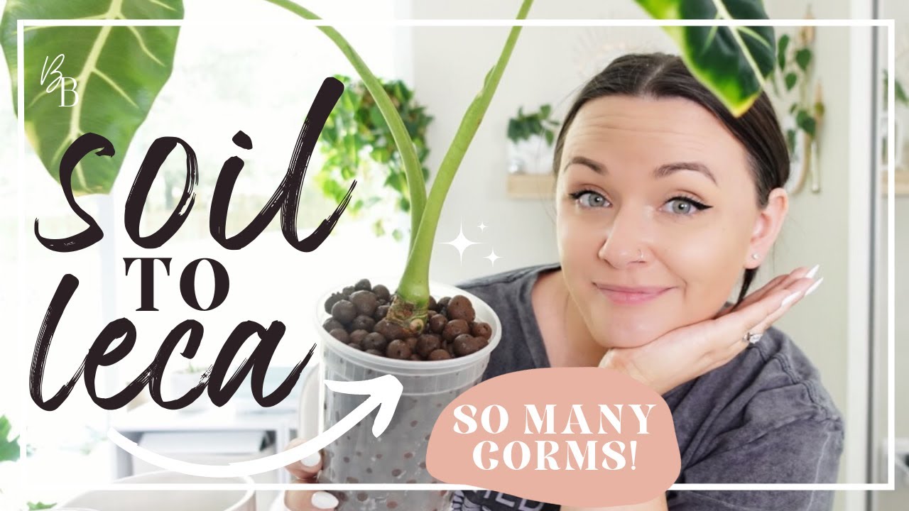 Transferring Alocasias To Semi-Hydro Is EASY | Leca Semi-Hydroponics ...