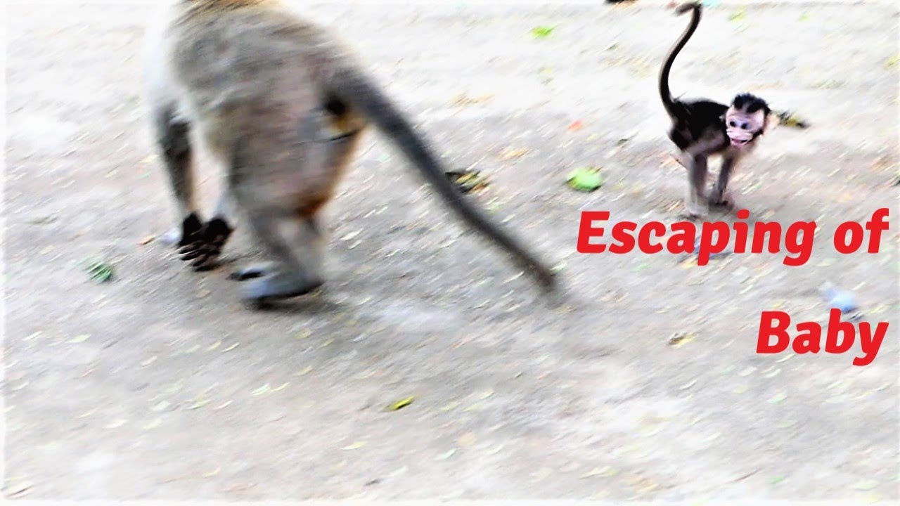 Oh Why The Animal Monkey Are Really Craziest with Baby?, How Cutest ...