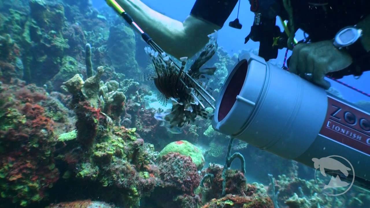 Zookeeper "Lionfish Containment Unit" - YouTube