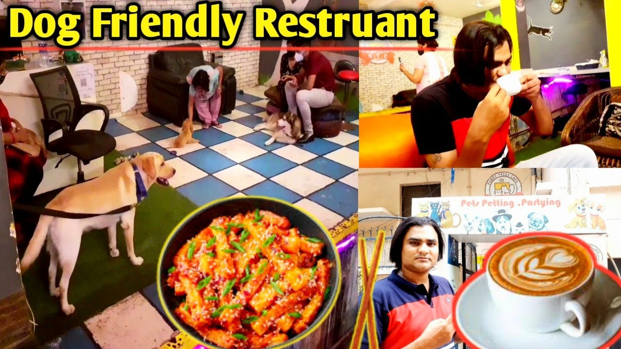 Dog Friendly Cafe | Indian Dog Cafe | Lucknow Dog with Cafe | Fetch ...