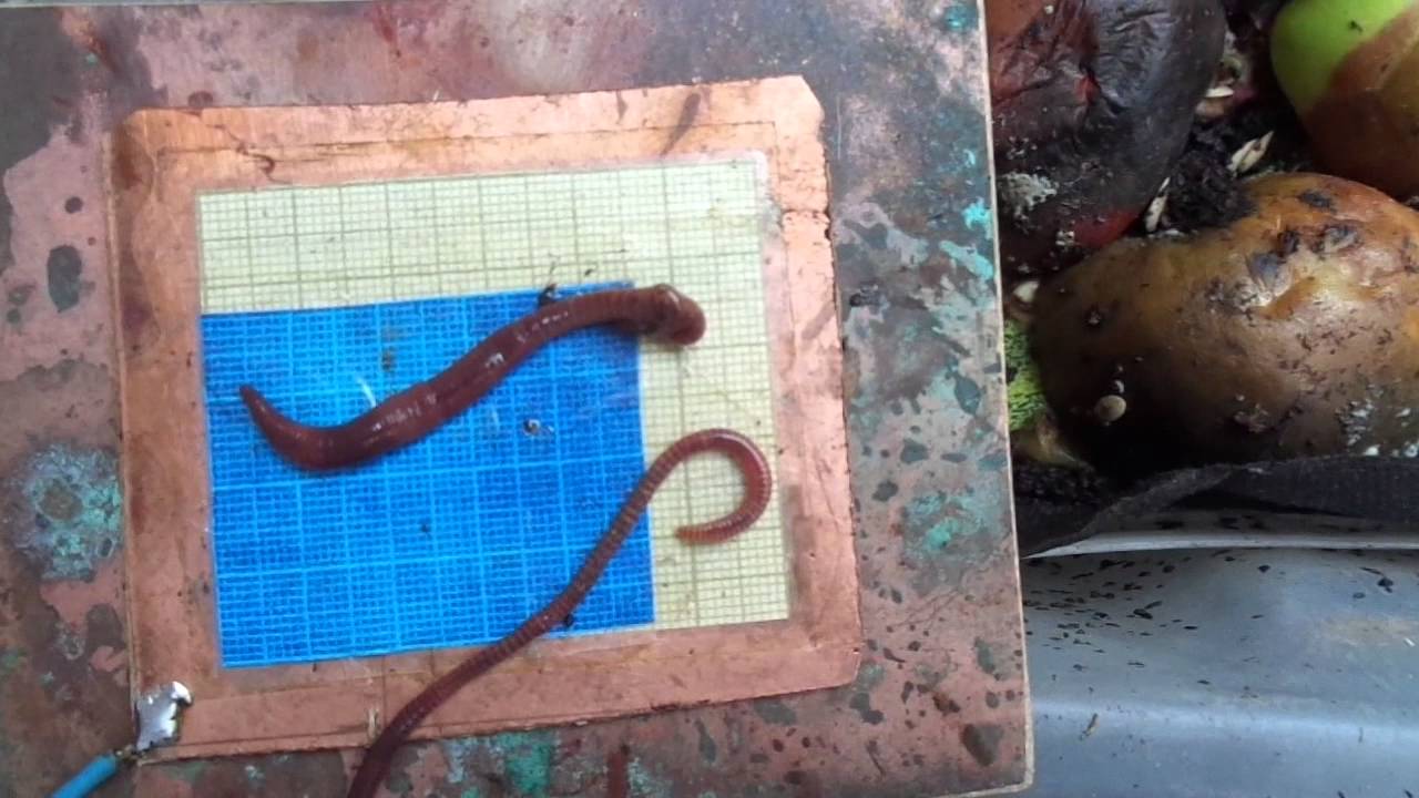 Сравнение поведения Старателя (Eisenia fetida) и Dendrodrilus rubidus ...