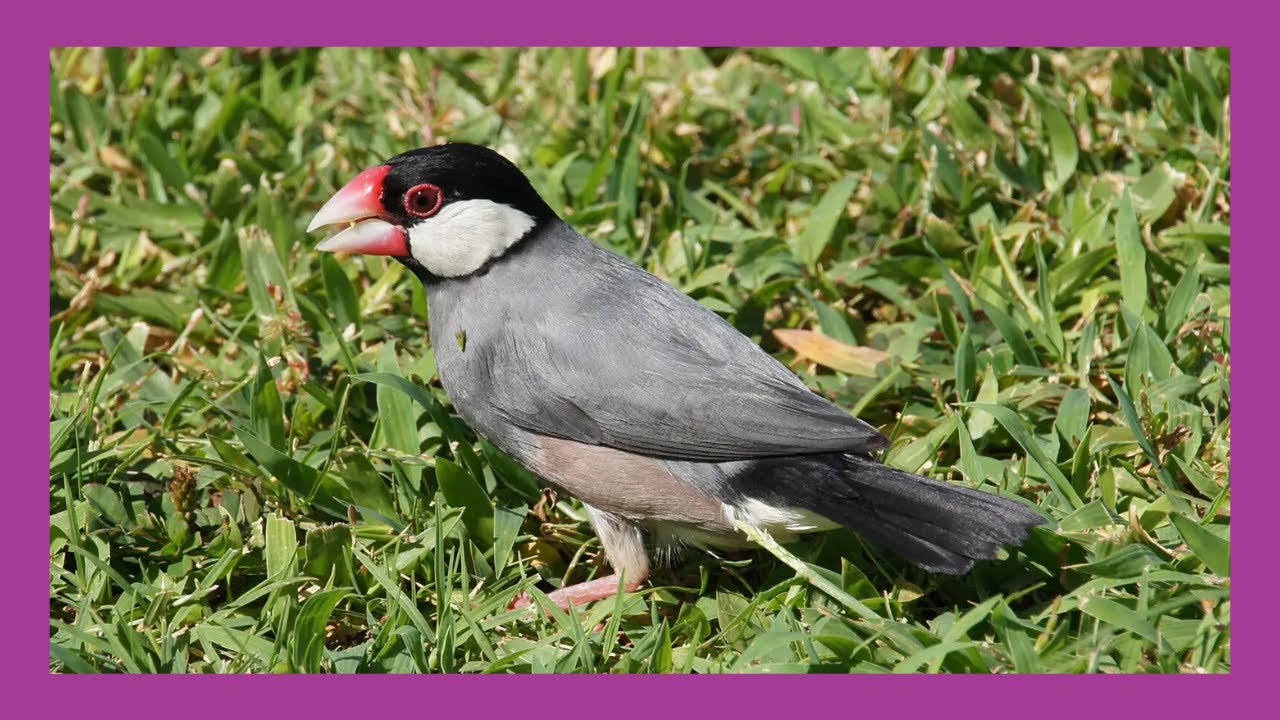 Java Sparrow - YouTube