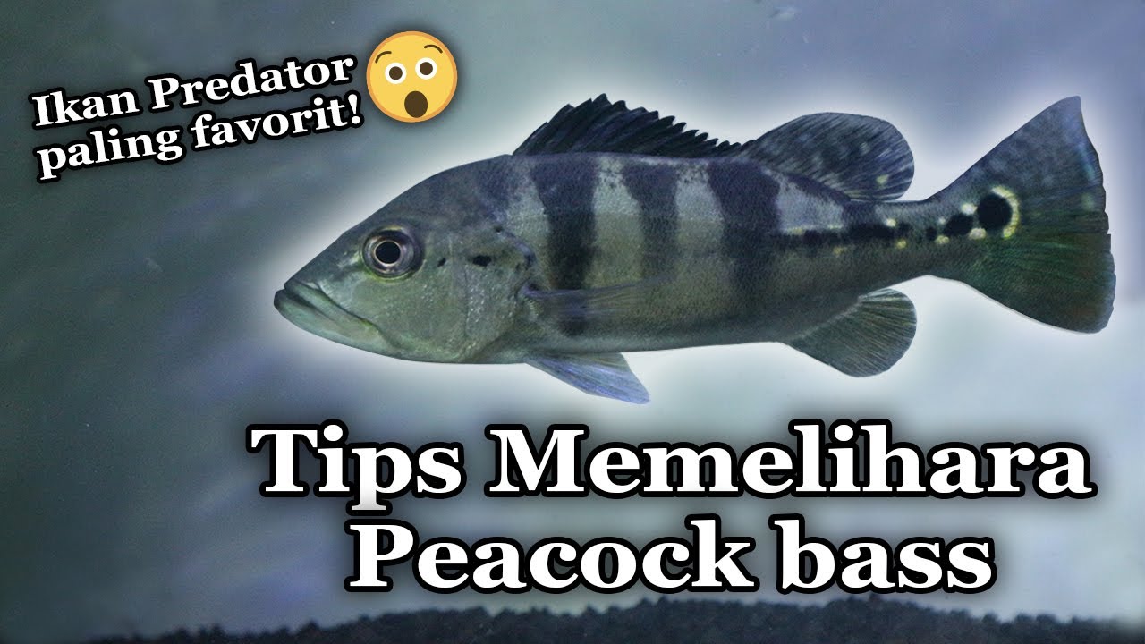 Tips Memelihara Ikan PEACOCK BASS - YouTube