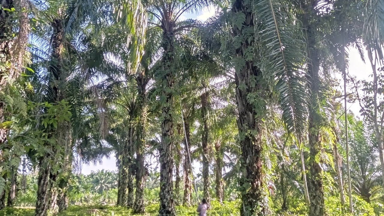 PANEN SAWIT POKOK TINGGI ‼️ TERLALU BANYAK PELEPAH - YouTube