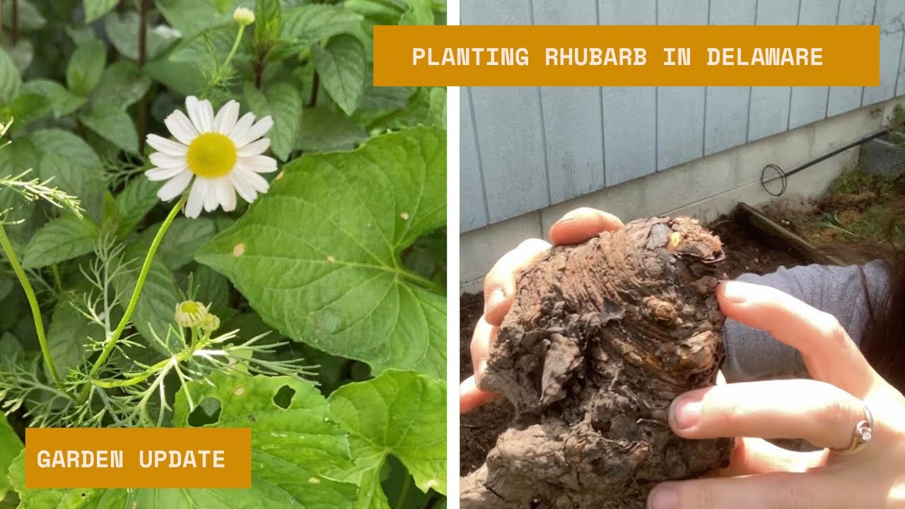 Planting Rhubarb in Zone 7b | Garden Update - YouTube