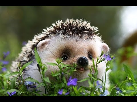 TOP 10 ANIMALES MÁS TIERNOS DEL MUNDO - YouTube