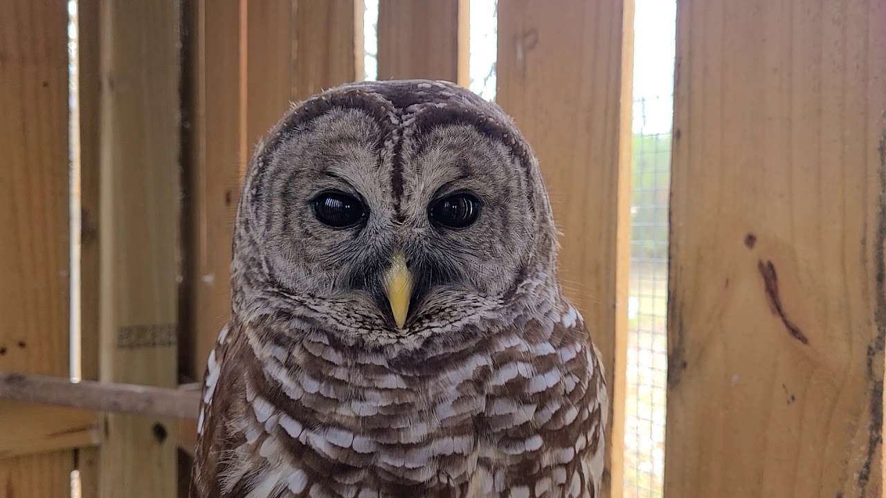 barred owl unusual vocalization 1 13 21 - YouTube