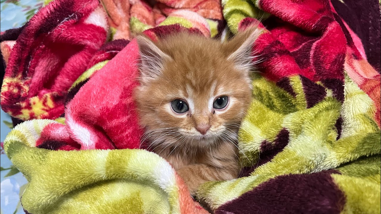 Kitten Wrapped In A Blanket || Funny Cat Video - YouTube