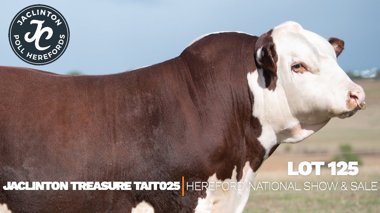 LOT 125 - Jaclinton Treasure TAIT025 - Hereford National Show & Sale, Wodonga. - YouTube