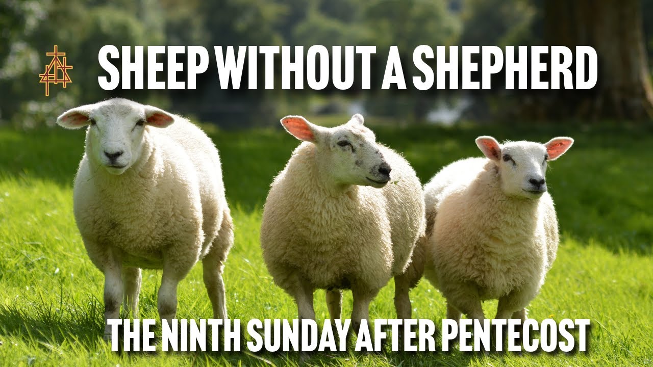 Bible Study: Sheep without a Shepherd | Mark 6:30–44 | Jesus Feeds the ...