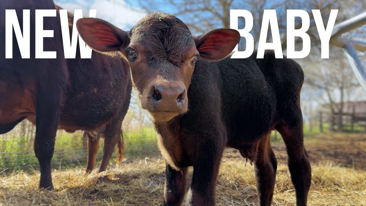 There’s a New Baby Animal on the Farm… | Spring on a Small Farm - YouTube