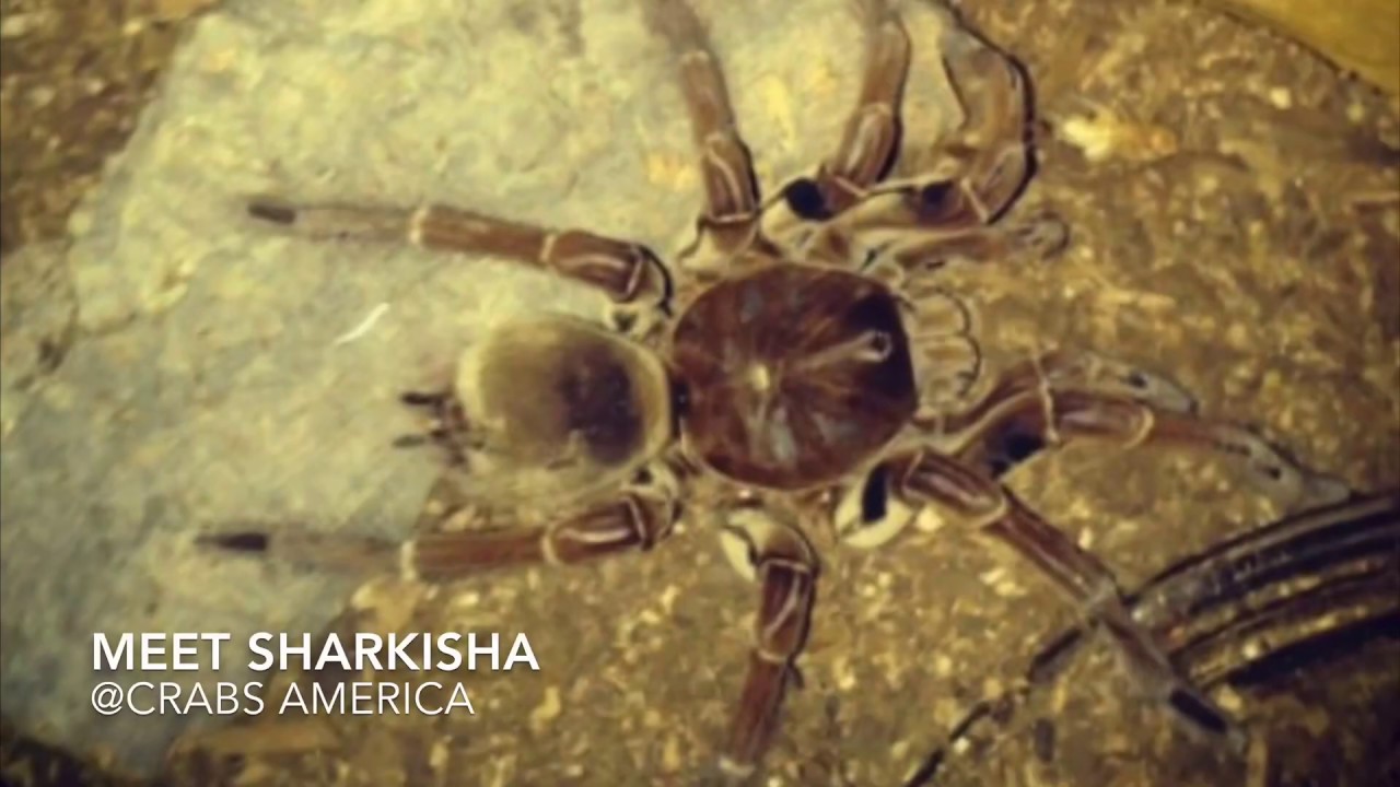 Meet Sharkisha the Goliath birdeater tarantula - YouTube