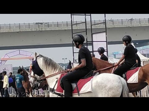 Today Tapi horse shows #vlog #horse #horsepower #tapi #viralvideo # ...
