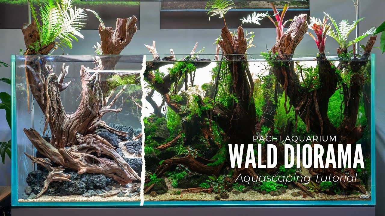 Aquascaping Tutorial: 300L Wald Diorama Aquarium (Komplette Einrichtung ...