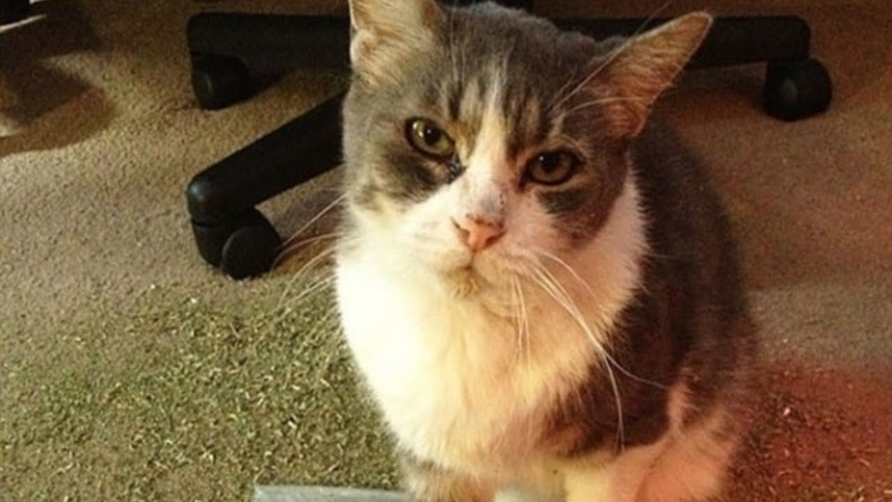 Cats Crying with Tears 😭 (So Emotional) New Cats Compilation 2021 - YouTube