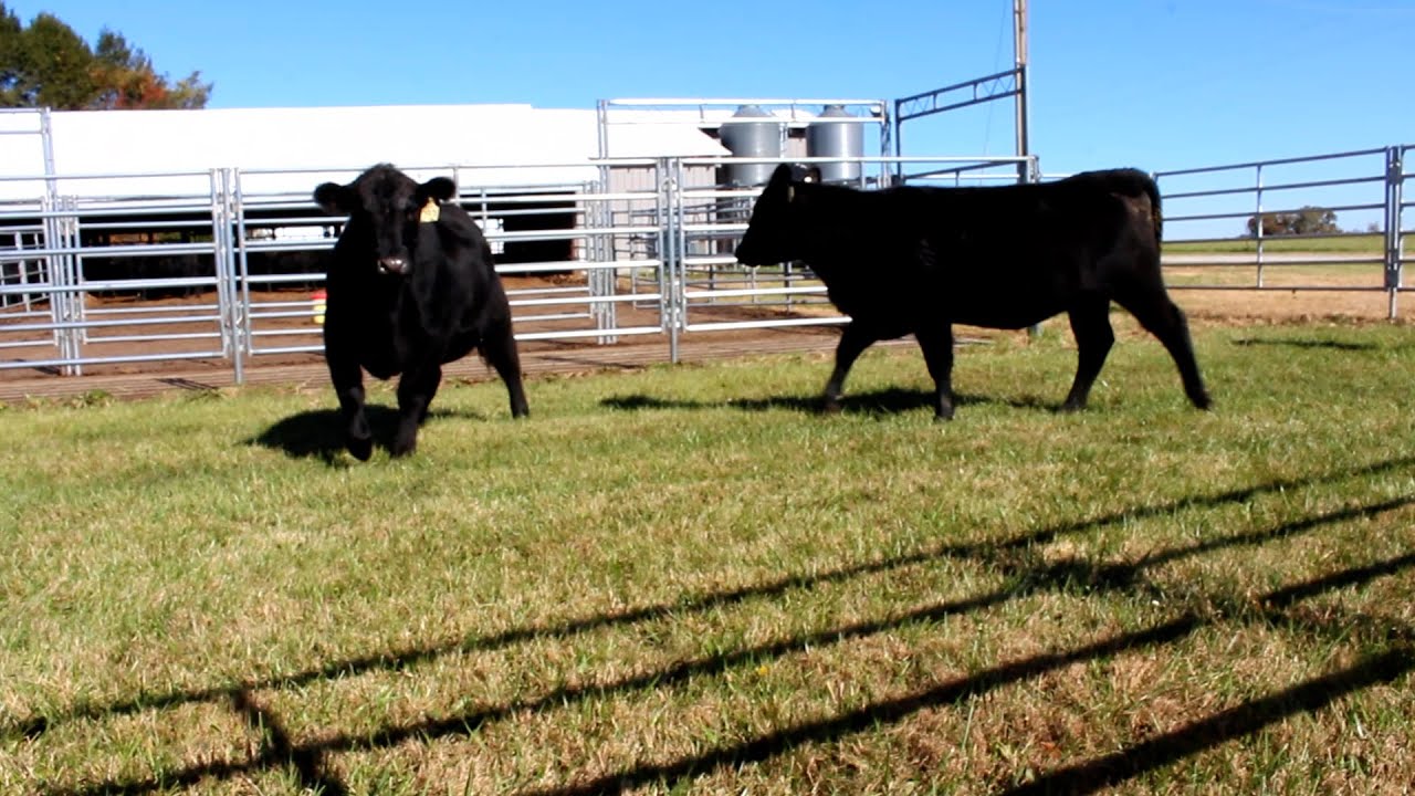 Three Bred Heifers Tag Numbers 2921, 2941 & 3121 Online at Tays Realty ...