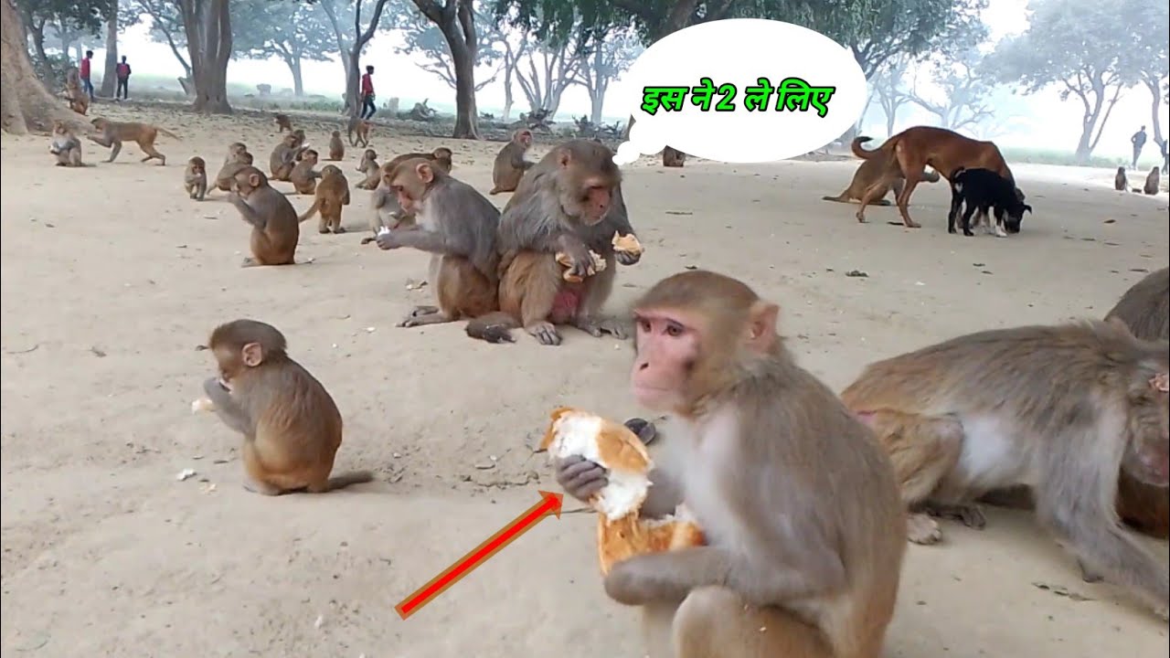 सभी बंदरों को नाश्ता कराया।। All monkeys Seva 🙏🙏⛳ Monkey video ep 47 ...