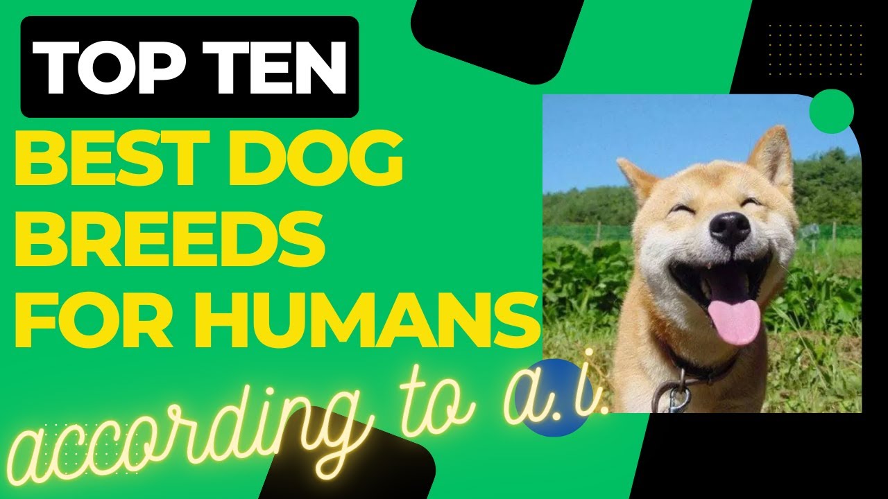 Top 10 Best Dog Breeds For Humans According to A.I. - YouTube