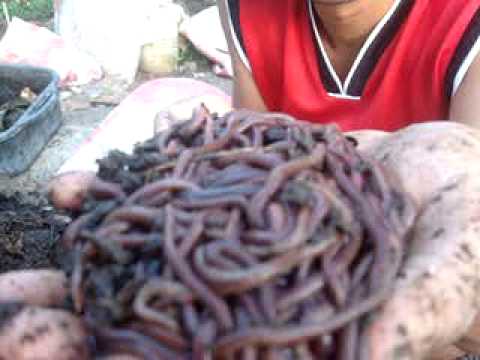 African Night Crawler Breeding - YouTube