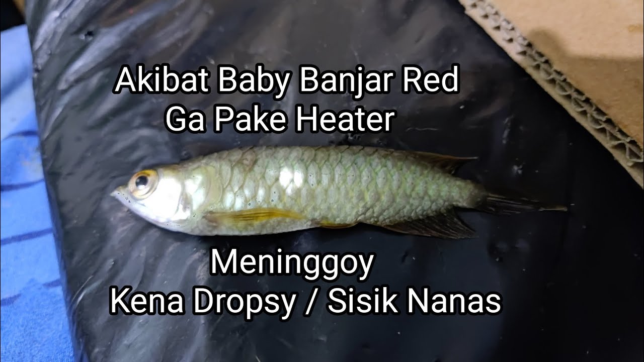 Arwana Banjar Red Meninggoy Kena Penyakit Dropsy/Sisik Nanas - YouTube