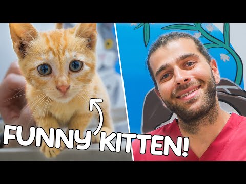 OTOBANDA EZİLMEKTEN KURTARILAN YAVRU KEDİ! (Dünyanın En Oyuncu, Sevecen, Eğlenceli Kedisi Çıktı!)