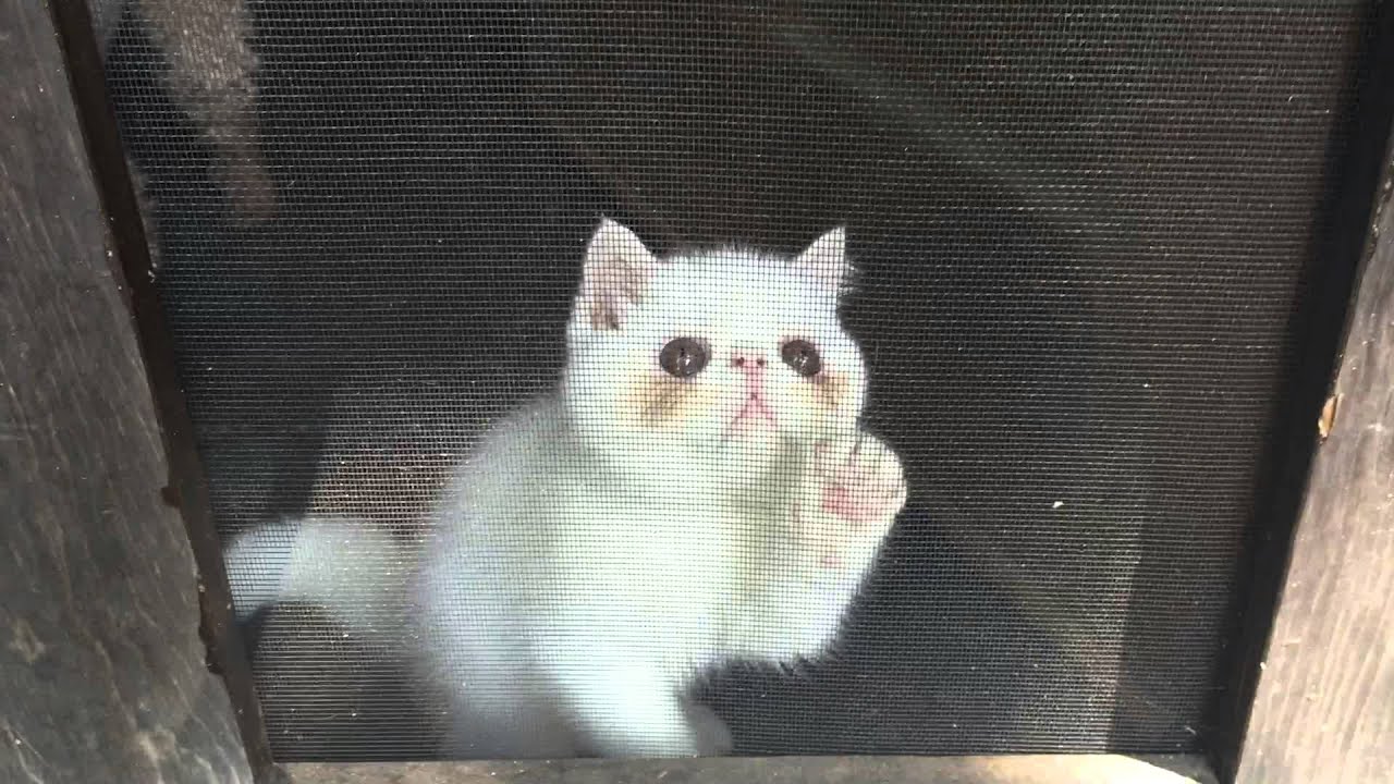 Cute kitten Snowball playing with screen door - YouTube