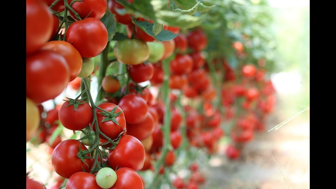 Gardening 101 Part 1 (tips for a stunning garden) | CaribbeanPot.com ...