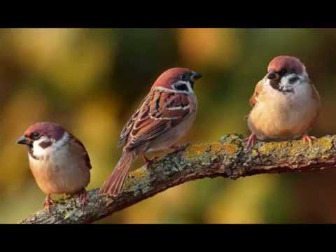 Song for the Little Sparrow - Abel Korzeniowski