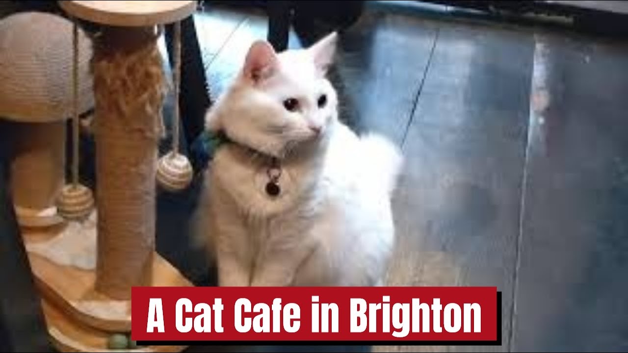 SO CUTE 😸😸😸!!! VISITING A CAT CAFE IN BRIGHTON Munchies' Craft | Cat ...