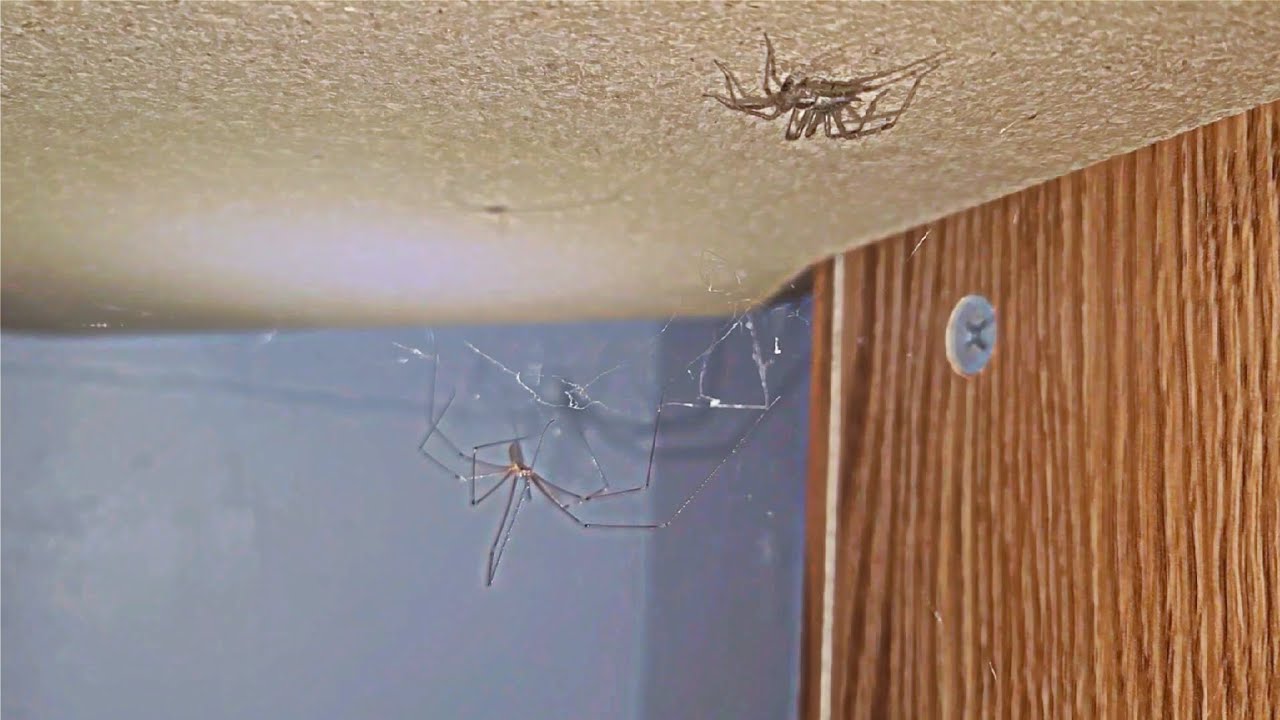 Cellar Spider dominating the Funnel Weaver Spider | Grass Spider Compilation 2 - YouTube