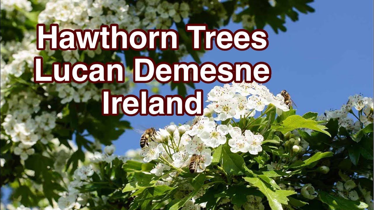 Irish Spring 2023 l Hawthorn Trees l Birds Concert l Lucan Demesne l ...