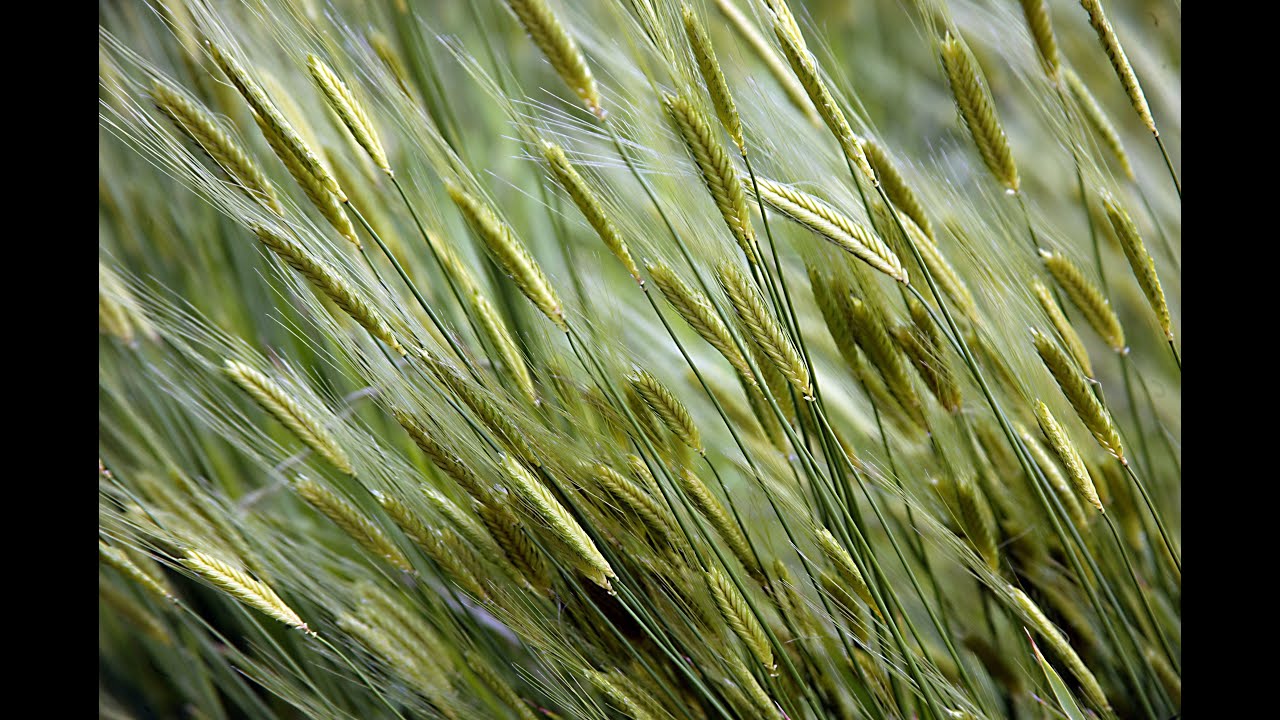 We are growing Einkorn - YouTube