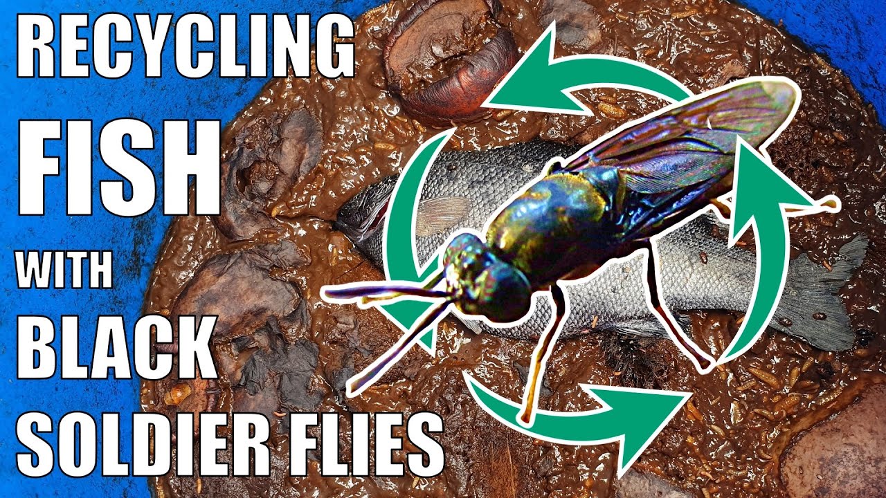 Composting a Fish with Black Soldier Fly Larvae (BSFL) & Garden Update ...