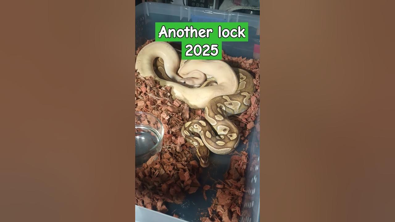 Live Ball Python Breeding Season Updates! - YouTube
