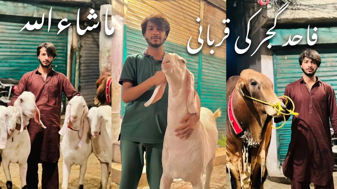8 Beautiful goats and 2 cows of Fahad Gujjar for Qurbani 2023 Lahore ...