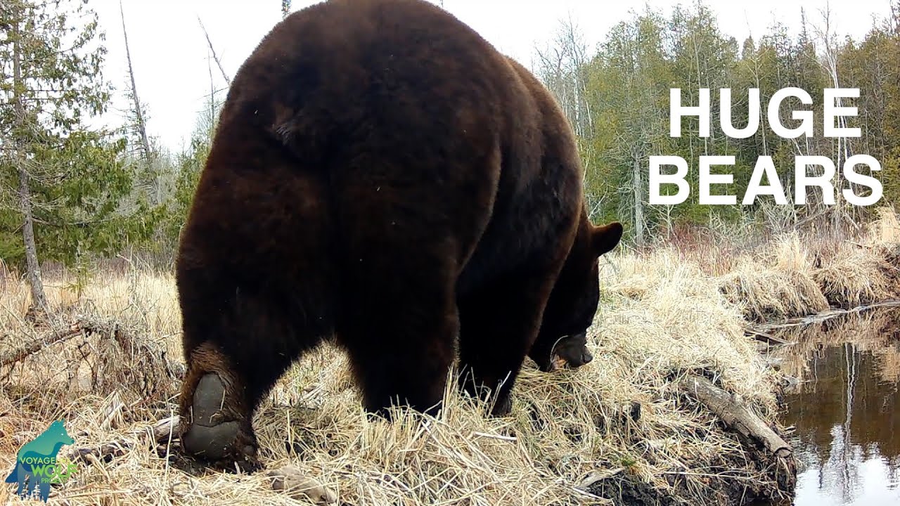 Huge bears captured on trail cameras in Minnesota - YouTube