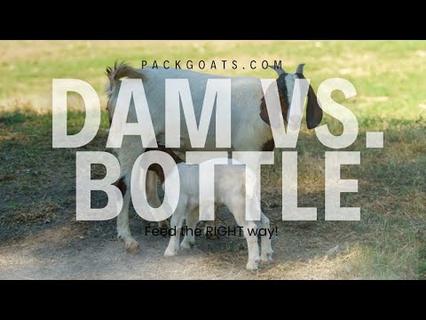 🐐 Bottle Baby vs Dam Raised Goats | What Actually Works Long-Term