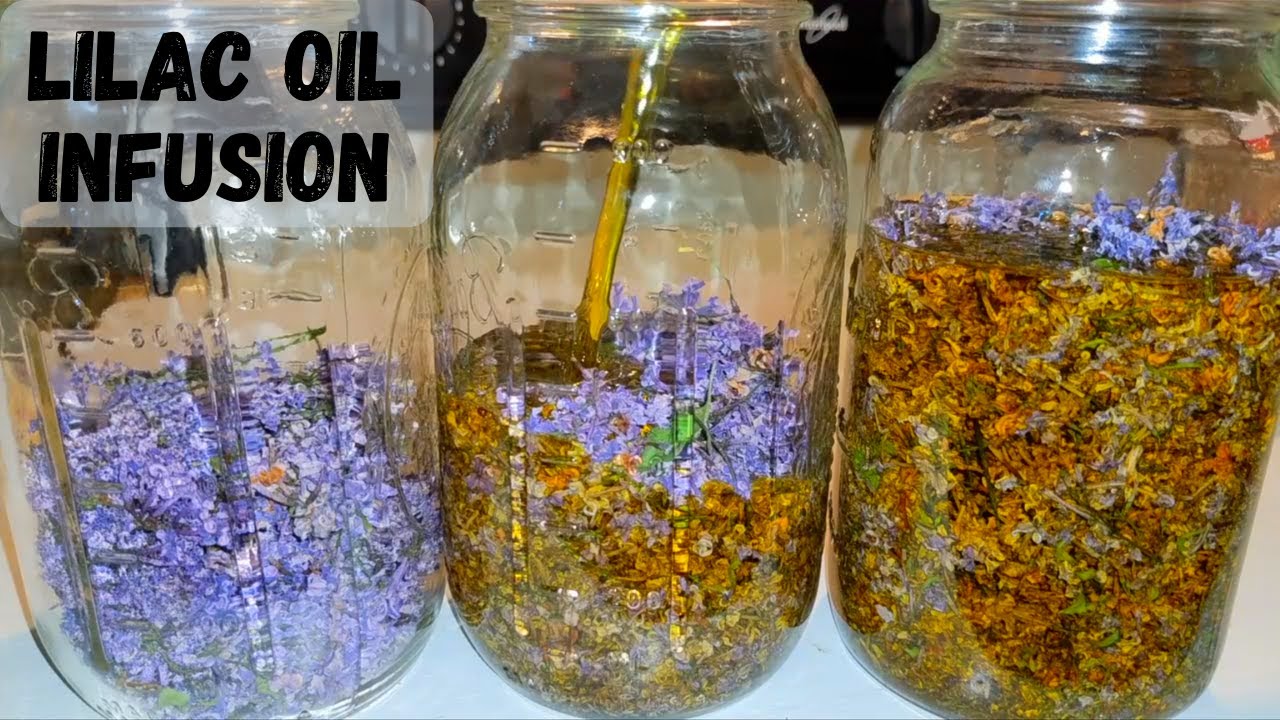 My First Oil Infusion: Lilacs, Calendula, Lavender | Extra Virgin Olive ...
