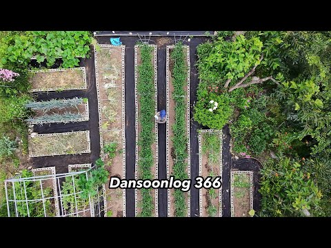 단순로그366 한여름 일주일간 집을 비웠더니 풀에게 점령당한 시골집 마당 vlog
