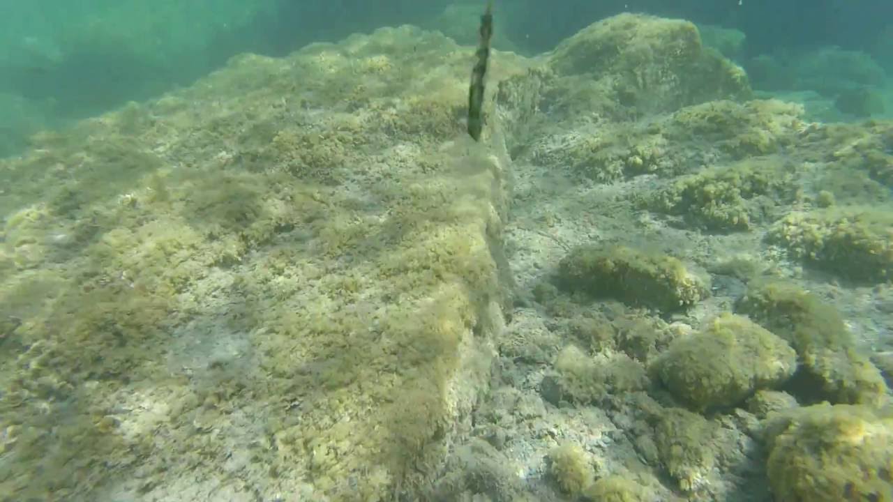 baby needlefish?! - YouTube
