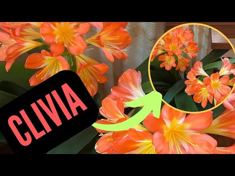 Cuidados, y reproducción de las CLIVIAS - YouTube