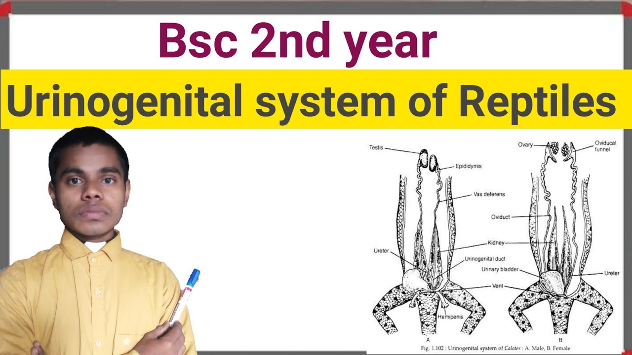 Urinogenital system of lizard || Urinogenital system in Reptiles ...