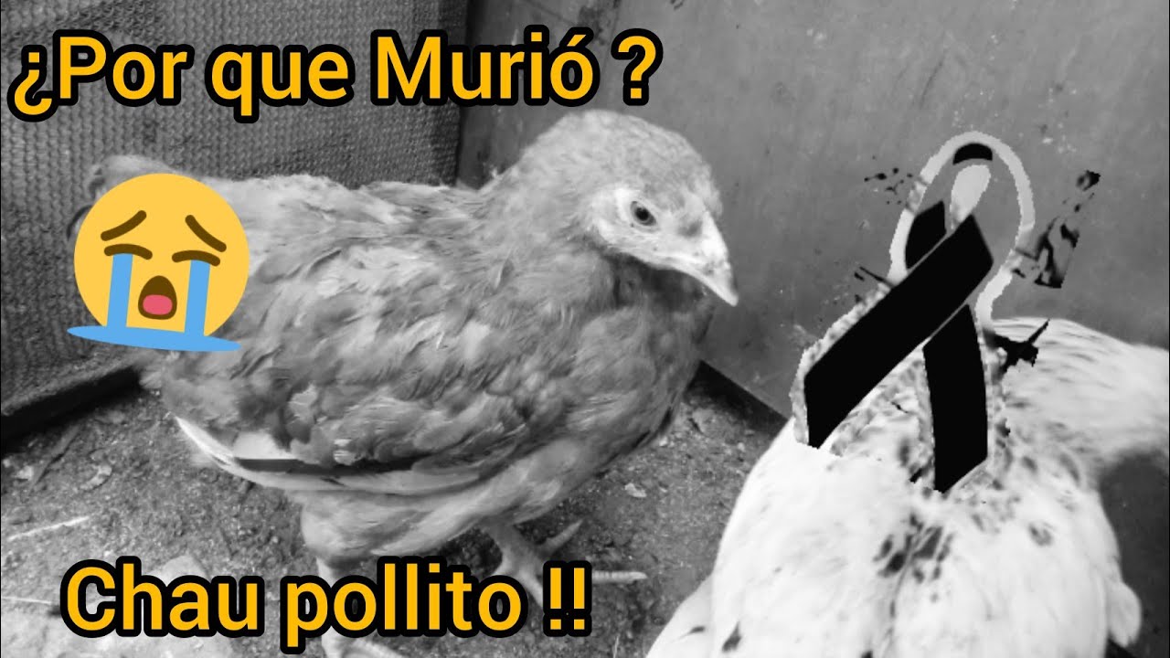 Se murió un Pollito , !! ¿QUE LE PASO? - YouTube