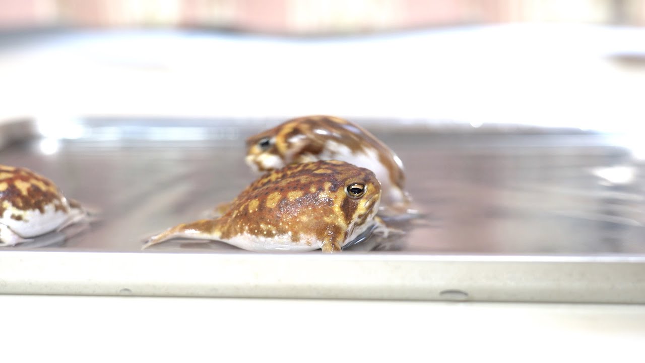 Rain frog croak and bath. - YouTube