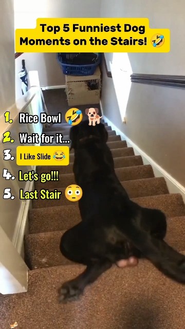 Ranking The Funniest Dog Moments on the Stairs - YouTube