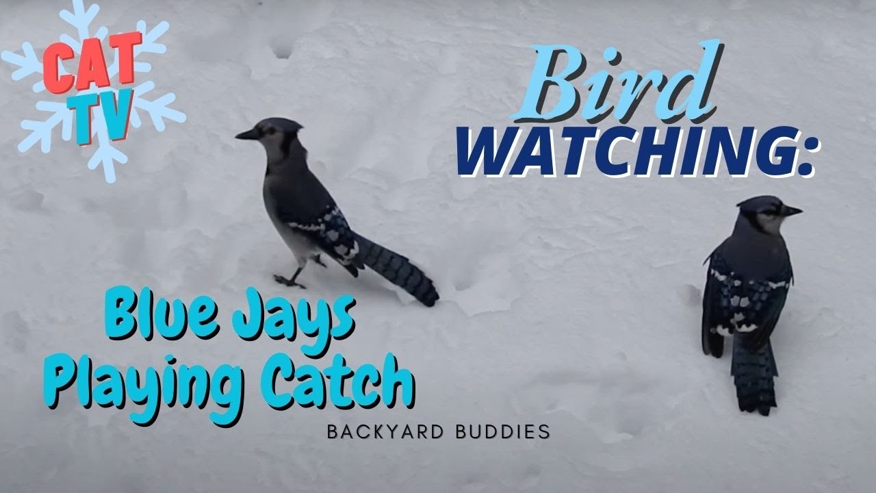 Bird Watching: Blue Jays Playing Catch with Peanuts - YouTube