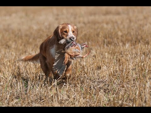 Walked Up Partridge Shooting with Spaniels - YouTube