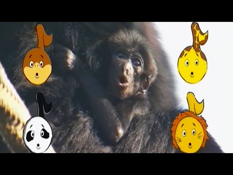 Baby Apes Animal Song | Learn Animals Songs | From Baby Genius