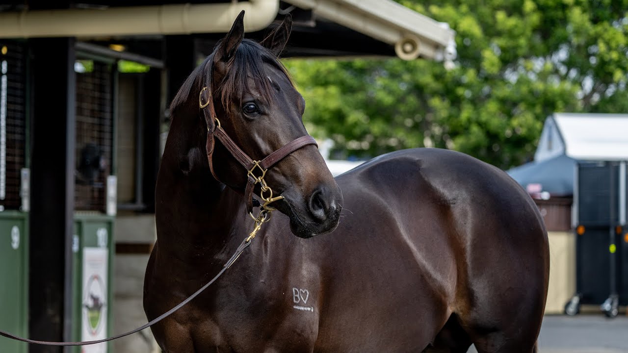 Lot 960 North Pacific x Miss Stratophonic Colt from Robyn Wise - YouTube